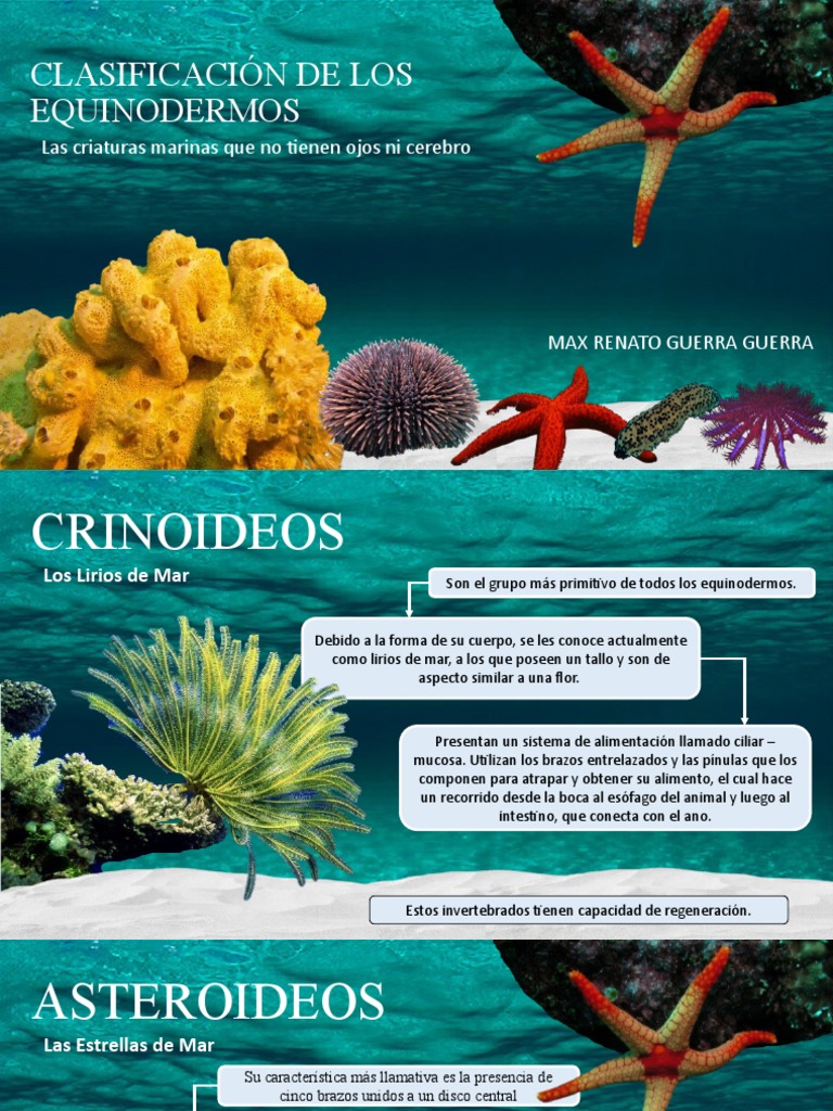 Clasificación de Los Equinodermos | PDF | Eucariotas | Organismos