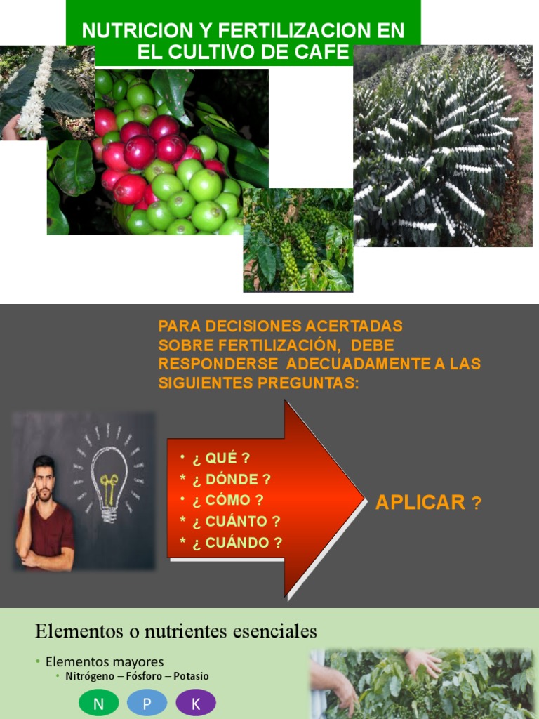Nutricion y Fertilizacion en El Cultivo de Cafe | PDF