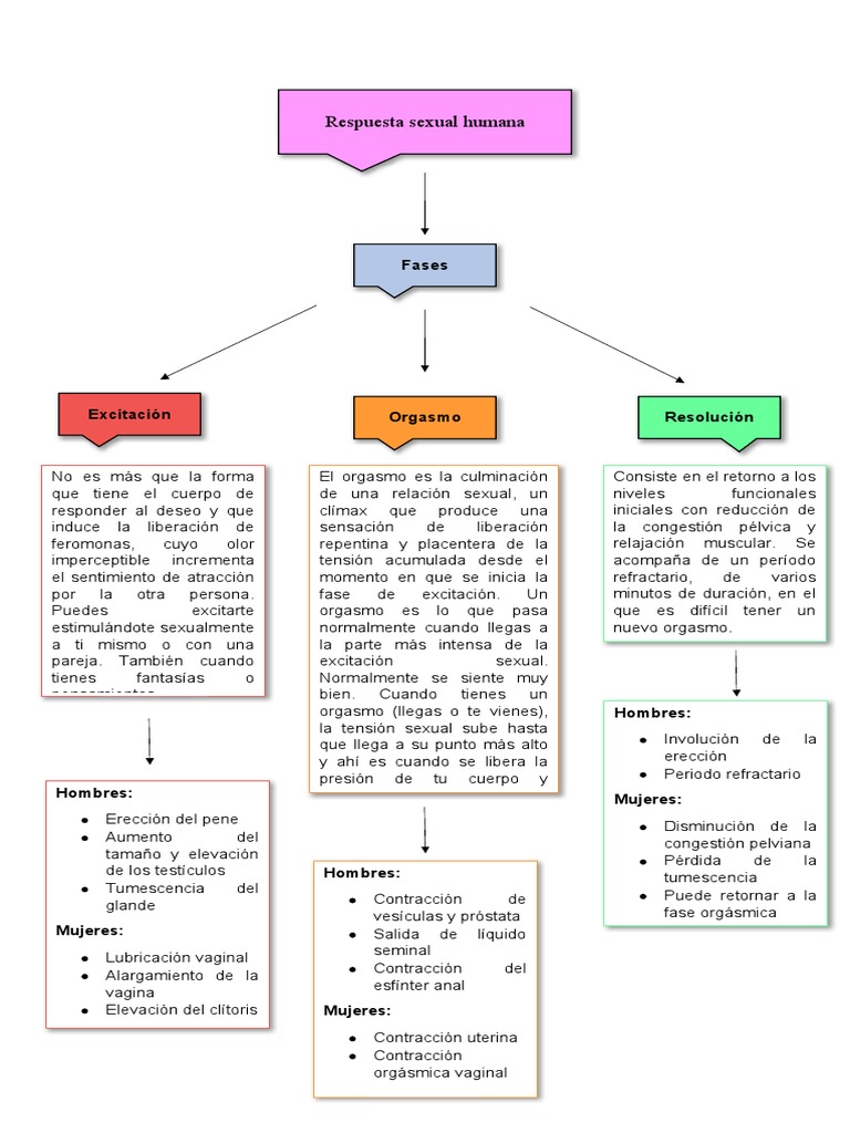 Mapa Conceptual - Respuesta Sexual Humana | PDF | Orgasmo | Anatomía