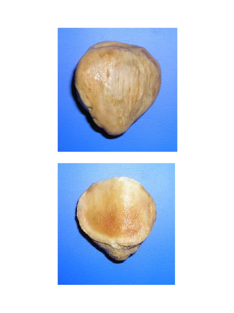 Rotula Imágenes | PDF