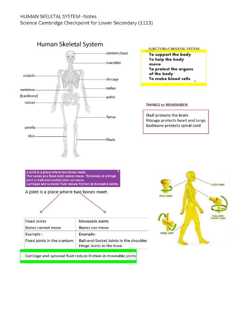 Human Skeletal System Notes-Science Secondary Checkpoint | PDF