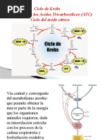 Test de Inteligencia Beta 4: Guía Completa | PDF | Escala de ...
