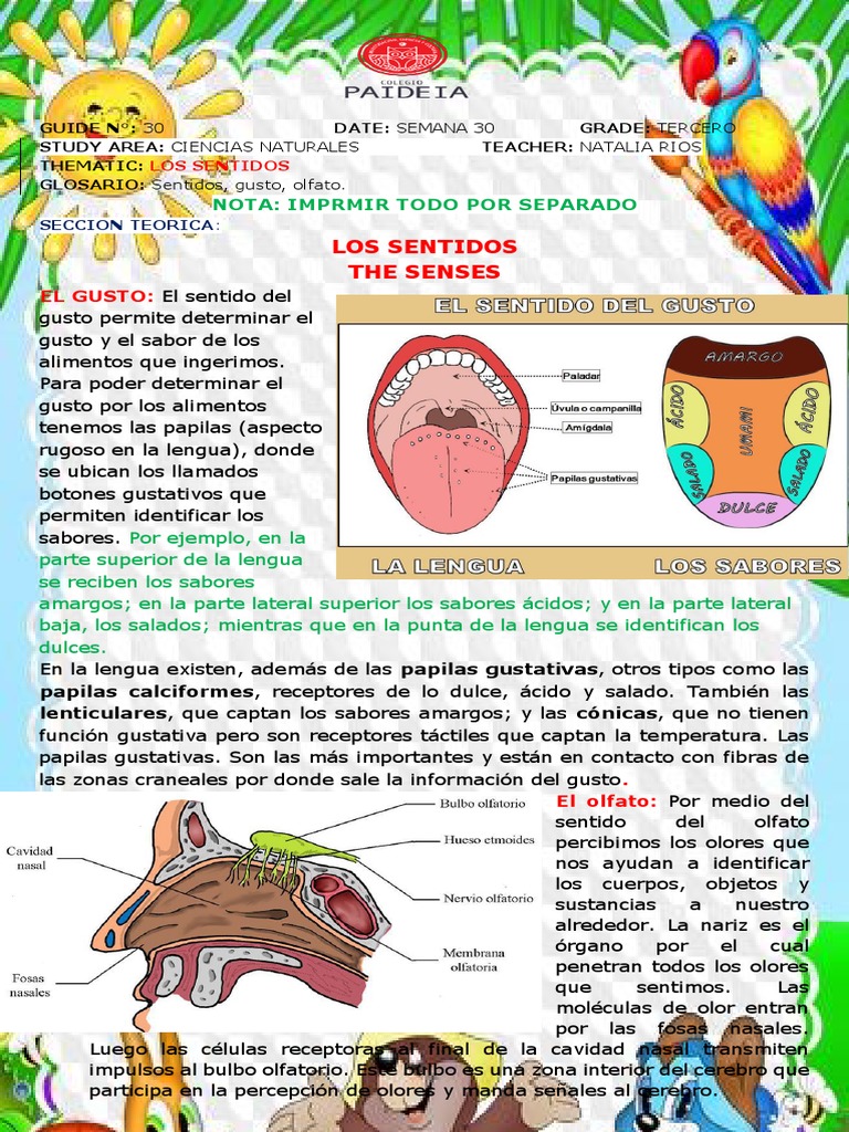 Ciencias - Tercero | PDF | Gusto | Anatomía