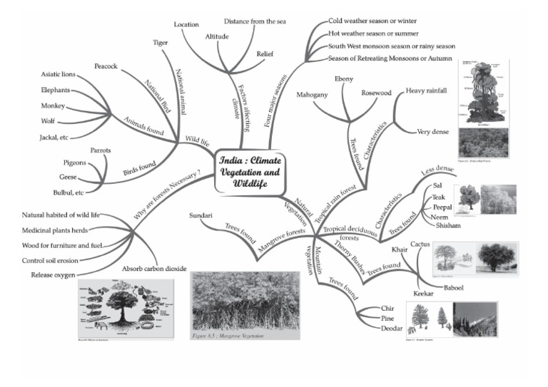 Mindmap - India - Climate Vegetation and Wildlife - EduRev | PDF