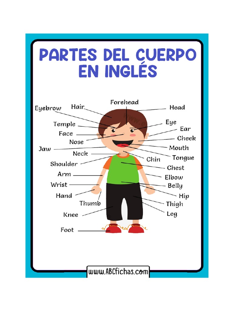 Vocabulario Partes Del Cuerpo Ingles Pdf