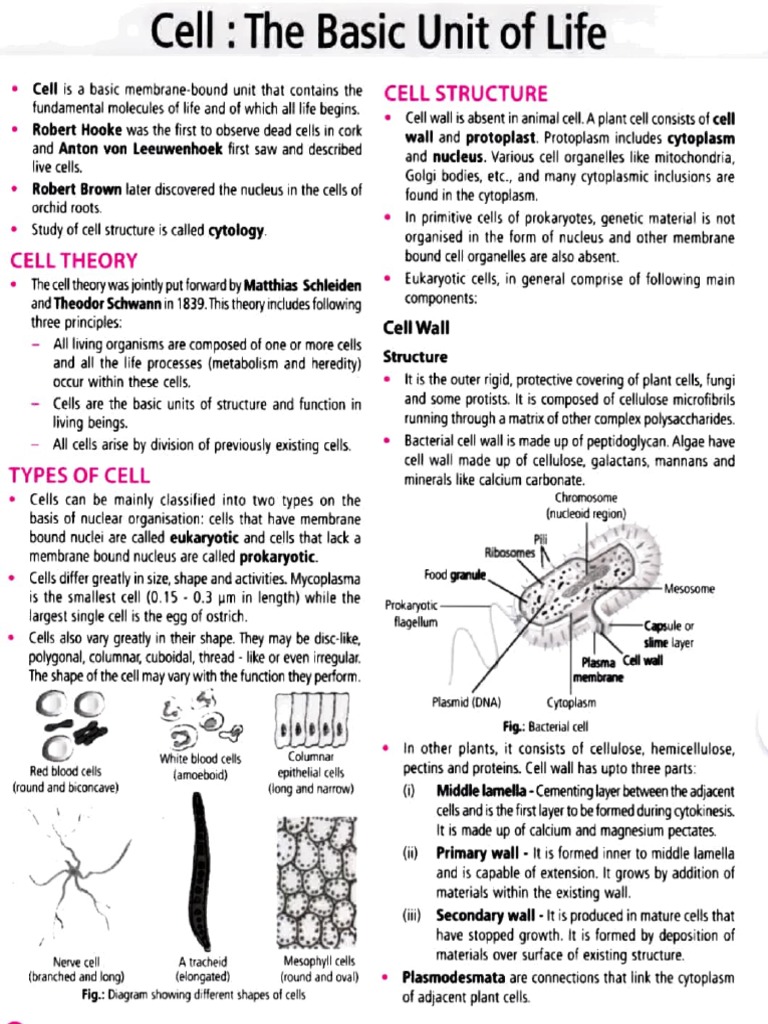 Cell Note - BDB Fiitjee | PDF | Cell (Biology) | Endoplasmic Reticulum
