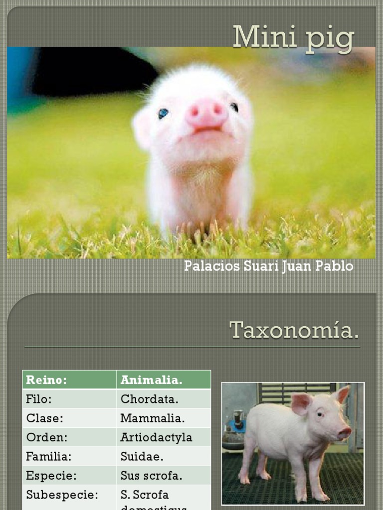 Características del Mini Pig en Investigación | PDF | Sistema ...