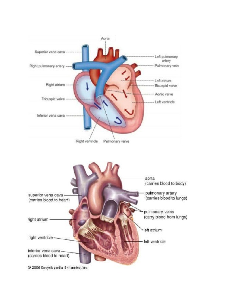Heart | PDF