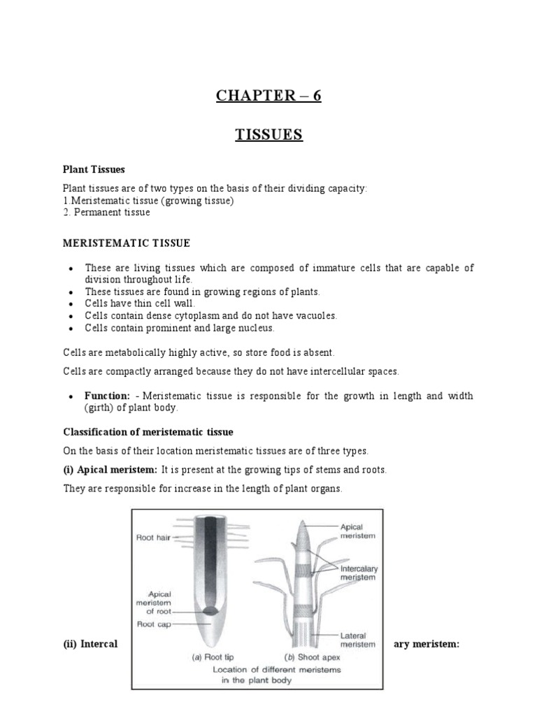 Tissue - Class 9 | PDF | Tissue (Biology) | Leaf