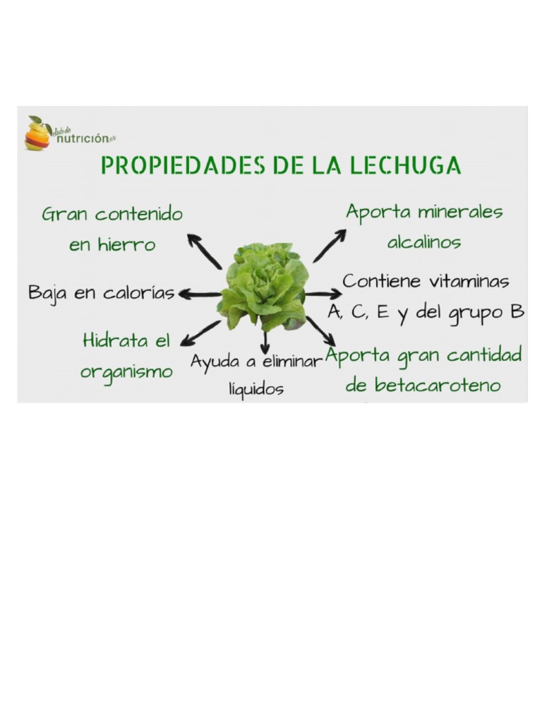 Infografia Lechuga | PDF