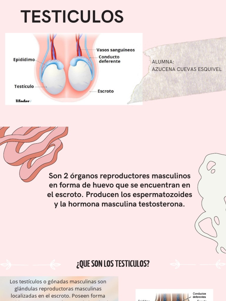 Anatomia Testiculos Pdf Testículo órgano Anatomía