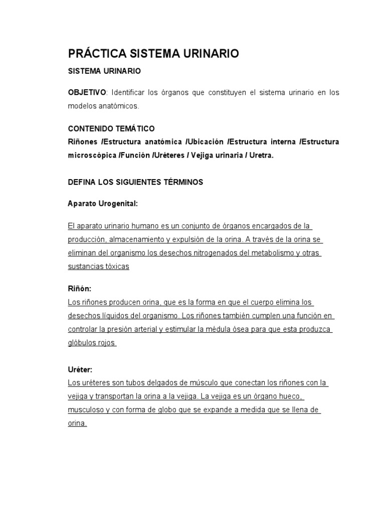 Practica Sistema Urinario | PDF | Sistema urinario | Riñón