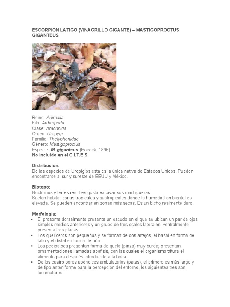 ESCORPION LATIGO (Vinagrillo) | PDF | Artrópodos