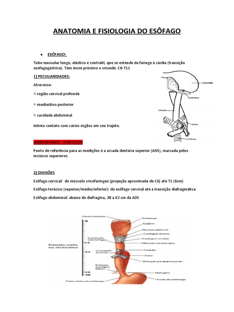Anatomia e Fisiologia Do Esôfago | PDF