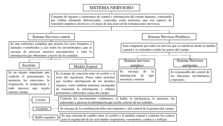 Mapa Conceptual Del Sistema Nervioso. | PDF | Sistema nervioso | Cerebro
