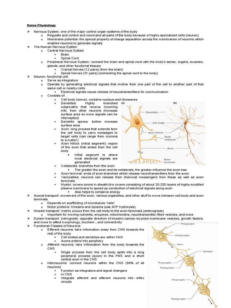 Physiology Semifinals Notes Pdf Chemical Synapse Action Potential