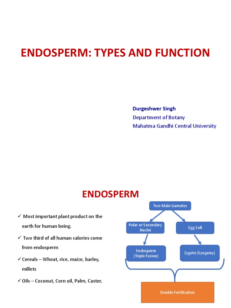 Endosperm: Types and Function: Durgeshwer Singh Department of Botany ...