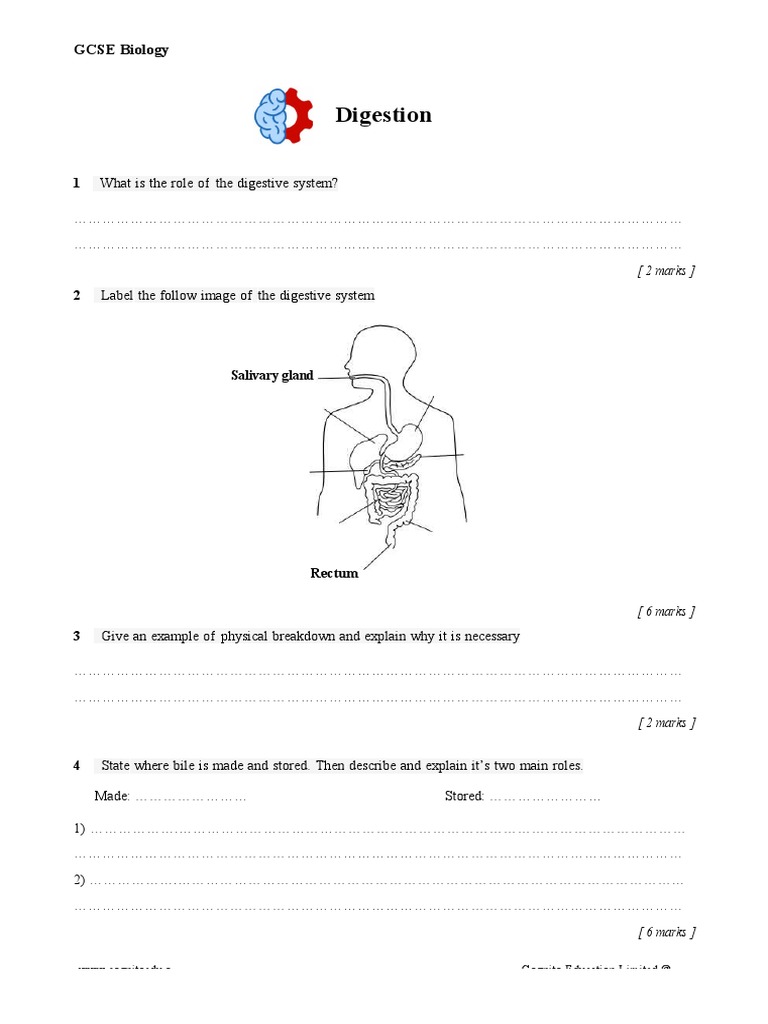 BU2+GCSE-Biology - Digestion-Worksheet | PDF