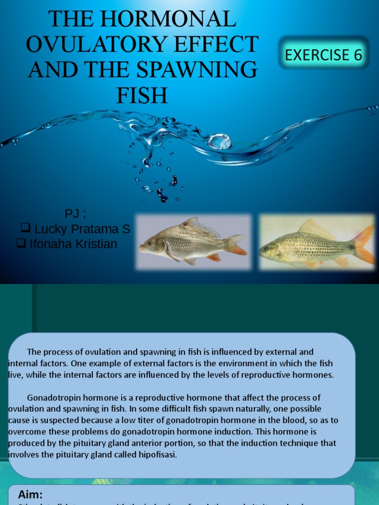 Fish Ovulation and Spawning Hormones | PDF | Organ (Anatomy ...