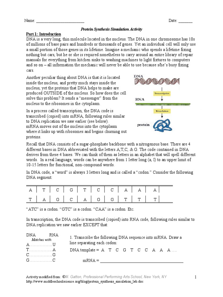 Protein Synthesis Simulation Activity | PDF | Genetic Code | Messenger Rna