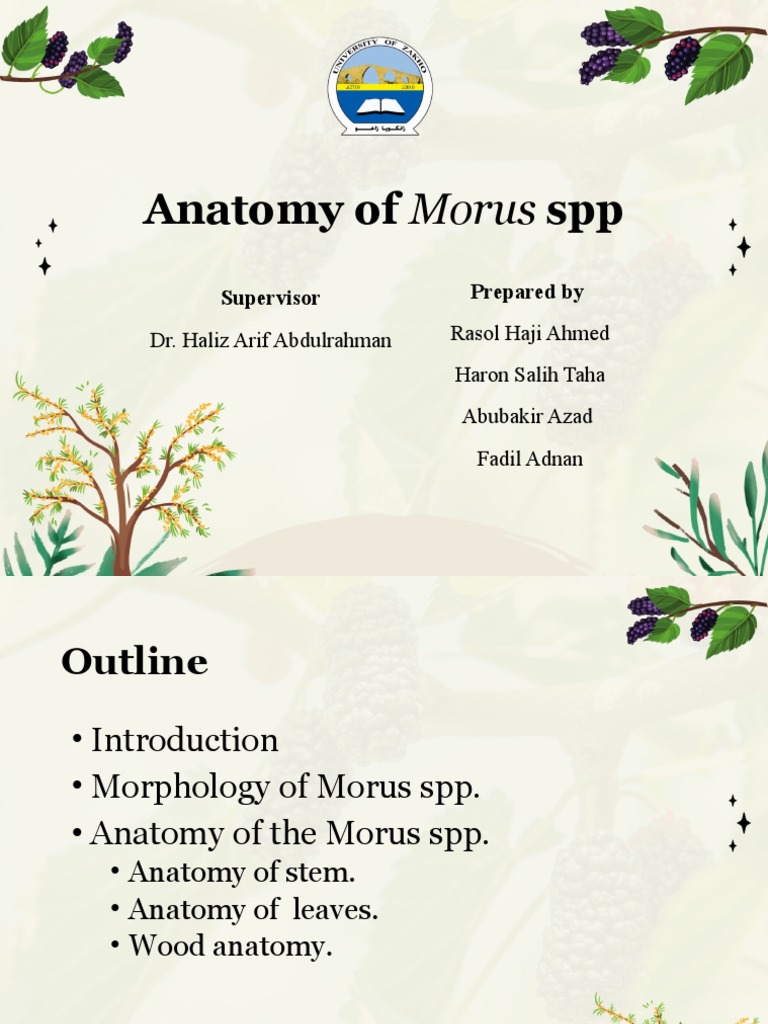 Anatomy of Morus SPP Finally | PDF | Leaf | Stoma