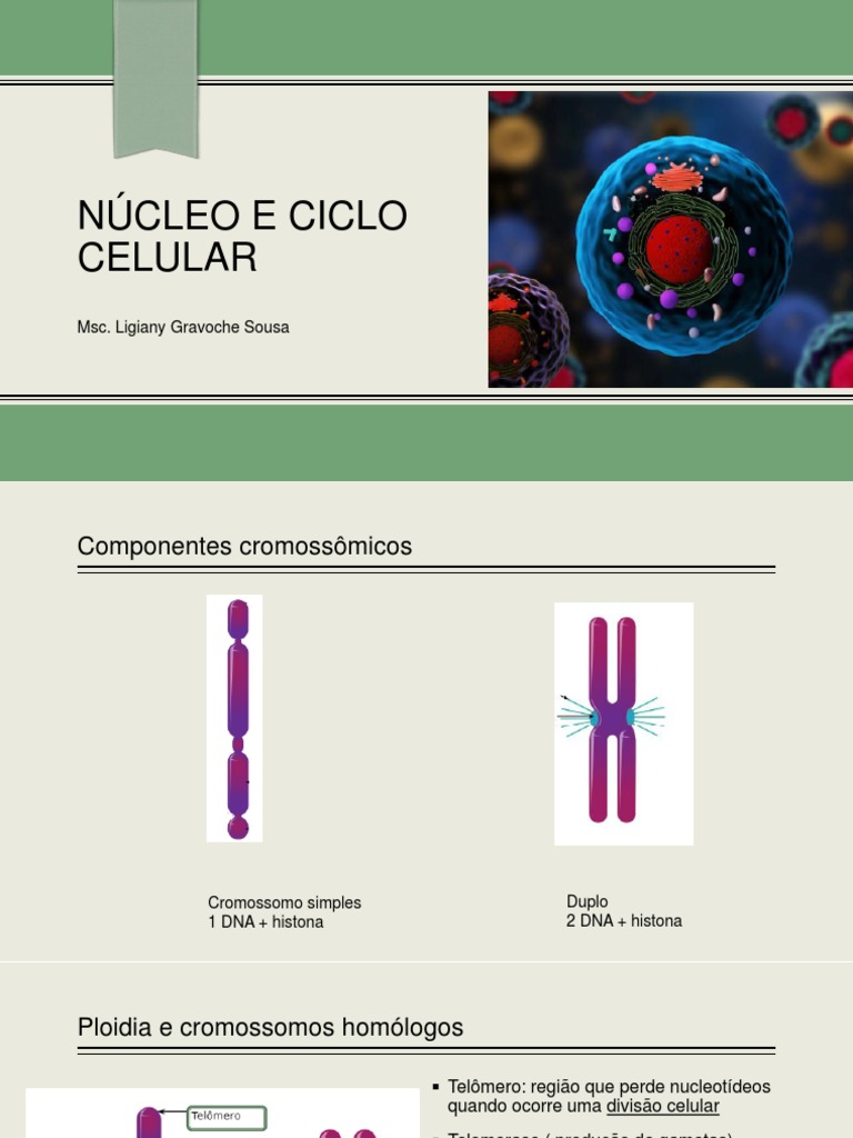 Núcleo e Ciclo Celular-1 | PDF | Meiose | Mitose