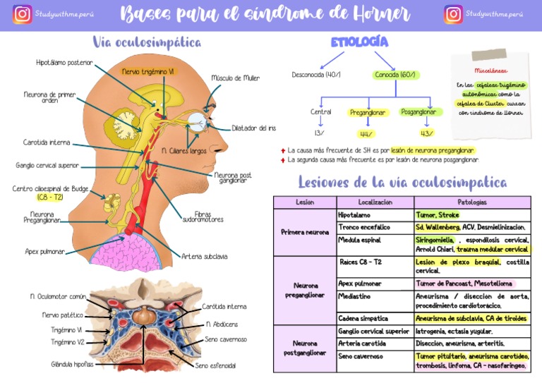 Bases SD Horner | PDF | Sistema nervioso | Angiología