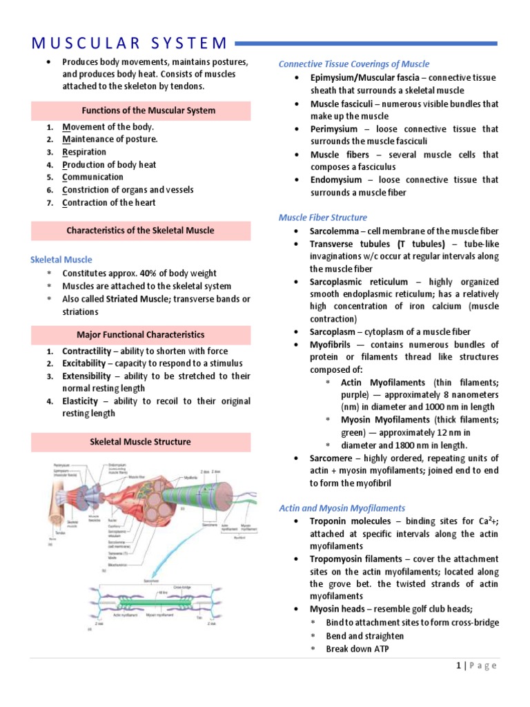 Anaphy Midterm Reviewer | PDF | Muscle Contraction | Axon