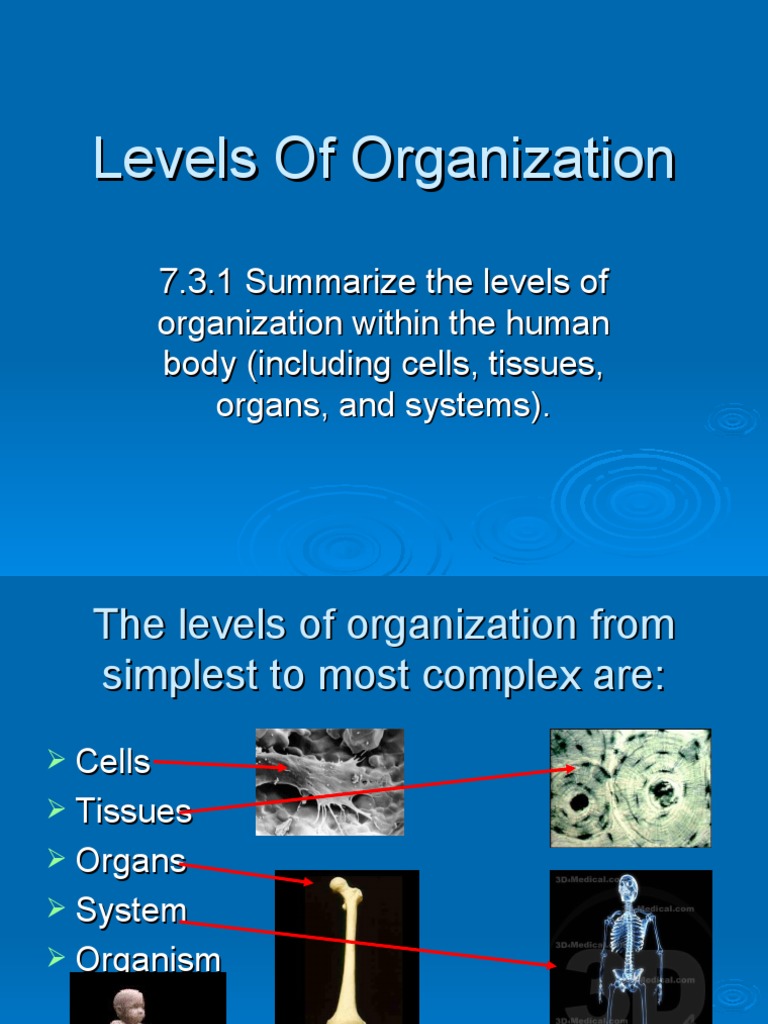 Levels of Organization Notes | PDF
