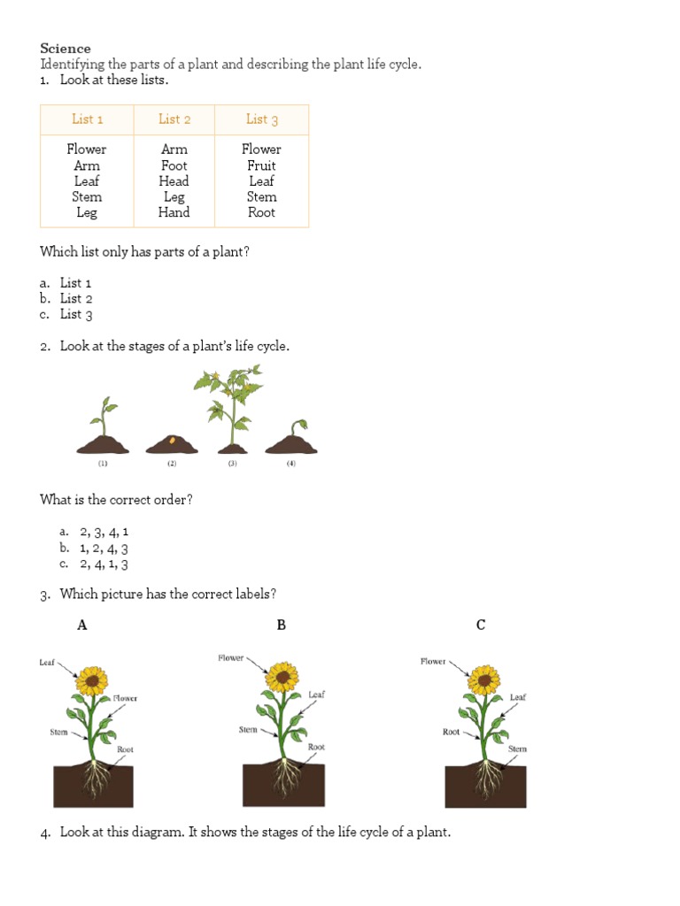 Primary 5 Science | PDF | Flowers | Pollination