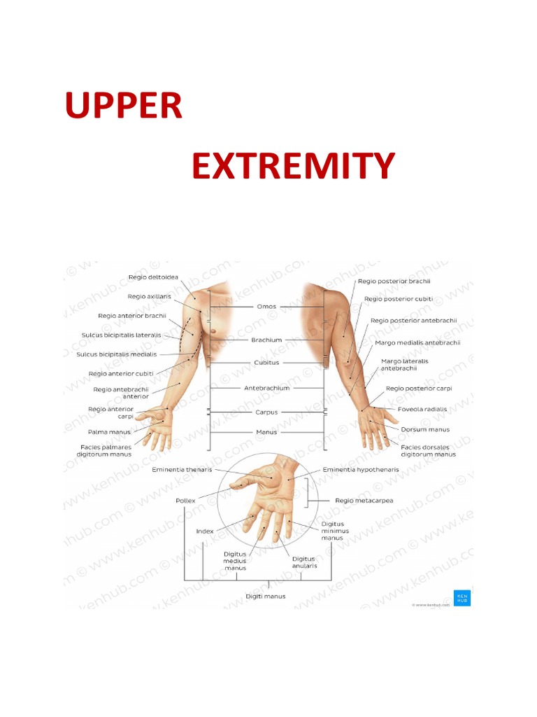 Üst Ekstremi̇te (Kemi̇k-Eklem-Kas-Si̇ni̇r-Arter-Ven-Kli̇ni̇k) | PDF