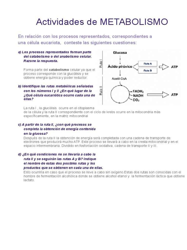 Actividades Metabolismo | PDF | Ciencias sociales | Ciencia y matemáticas
