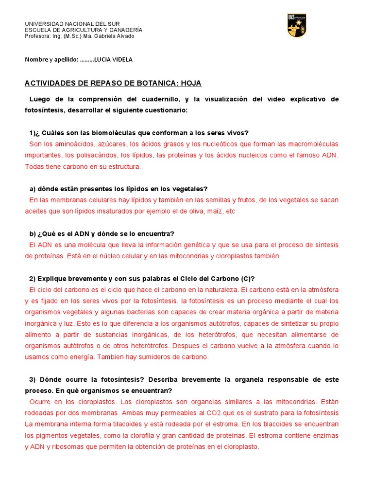 Actividades de Repaso Hoja y Fotosintesis | PDF | Respiración celular ...
