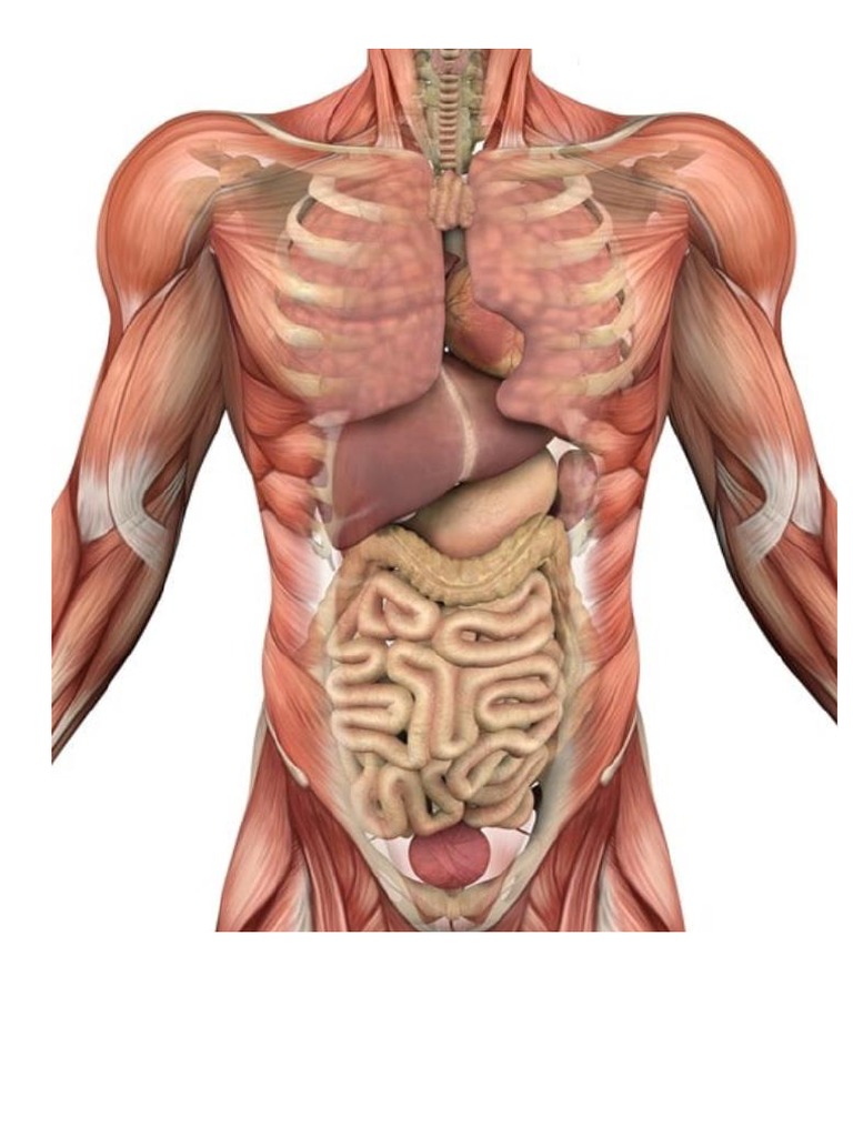 Protocolo Nico | PDF | Gene | Rna Splicing