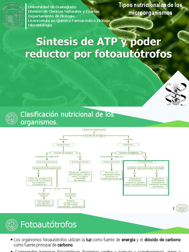 Síntesis de ATP y Poder Reductor Por Fotoautótrofos | PDF ...