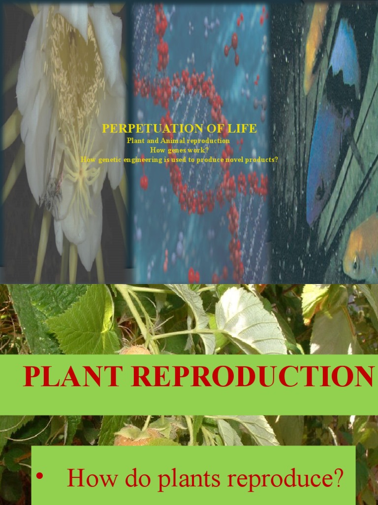 Plant Reproduction | PDF | Sexual Reproduction | Rna