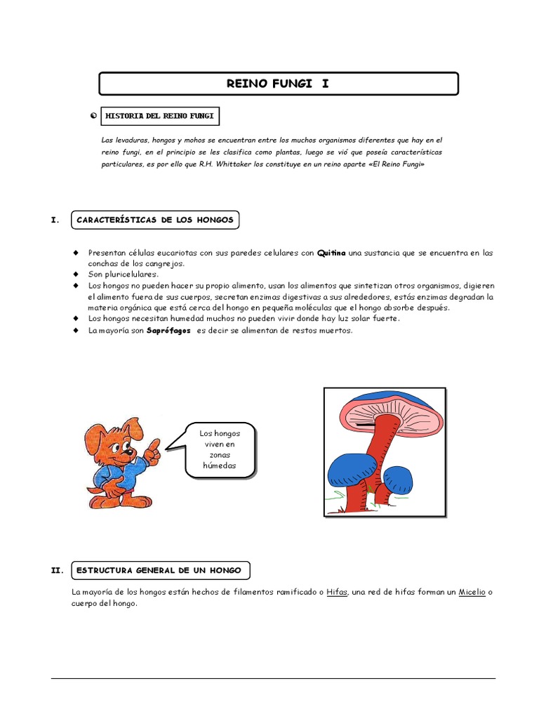 El Reino Fungi 4to Sec | PDF | Hongo | Organismos