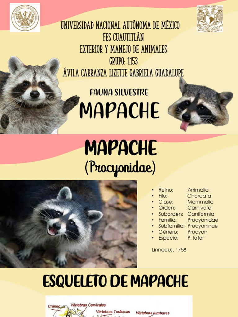 Características del Mapache | PDF | Piel | Organismos