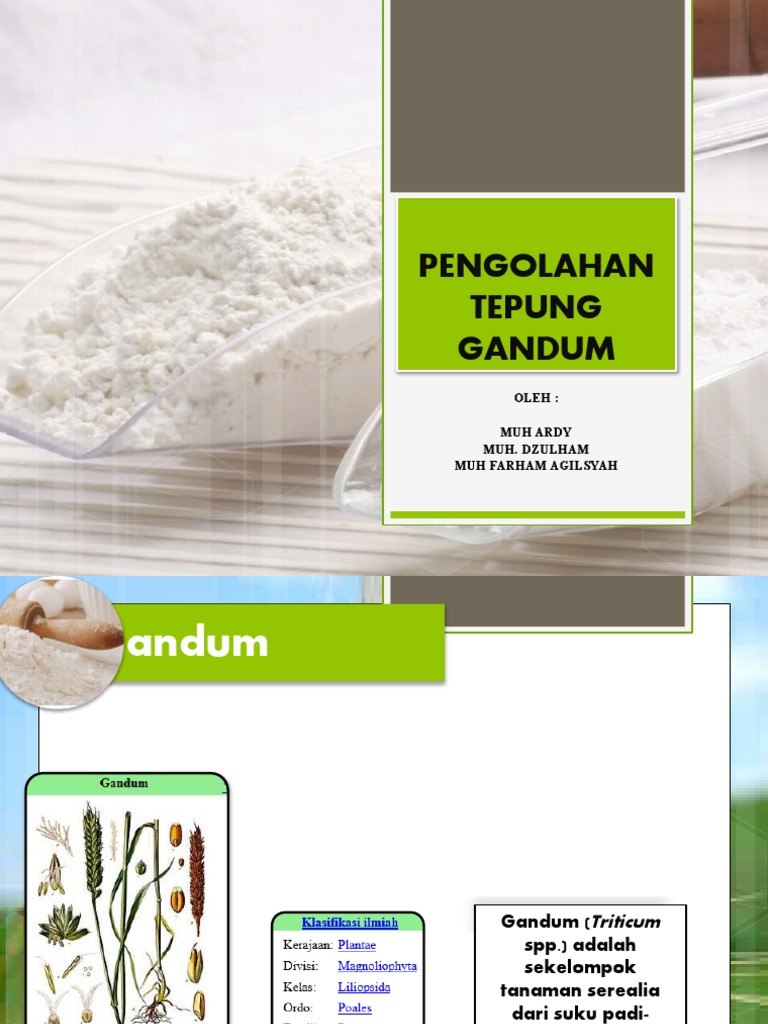 Proses Pengolahan Gandum Menjadi Tepung Terigu | PDF