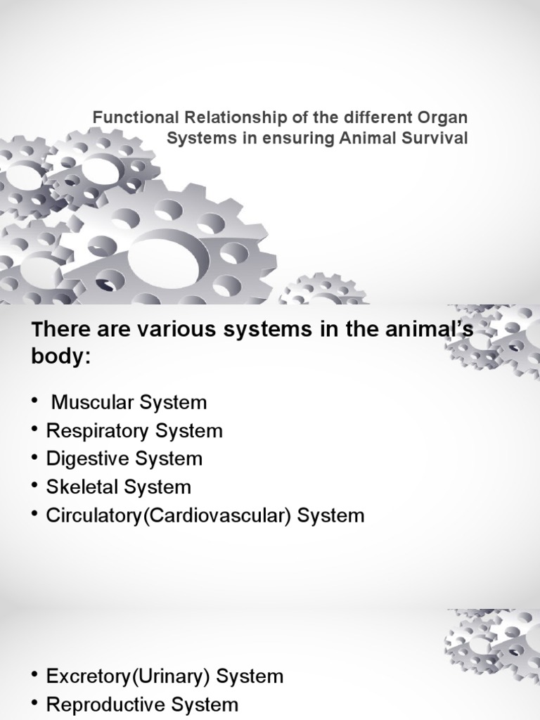 Functional Relationship of The Different Organ Systems in Ensuring ...