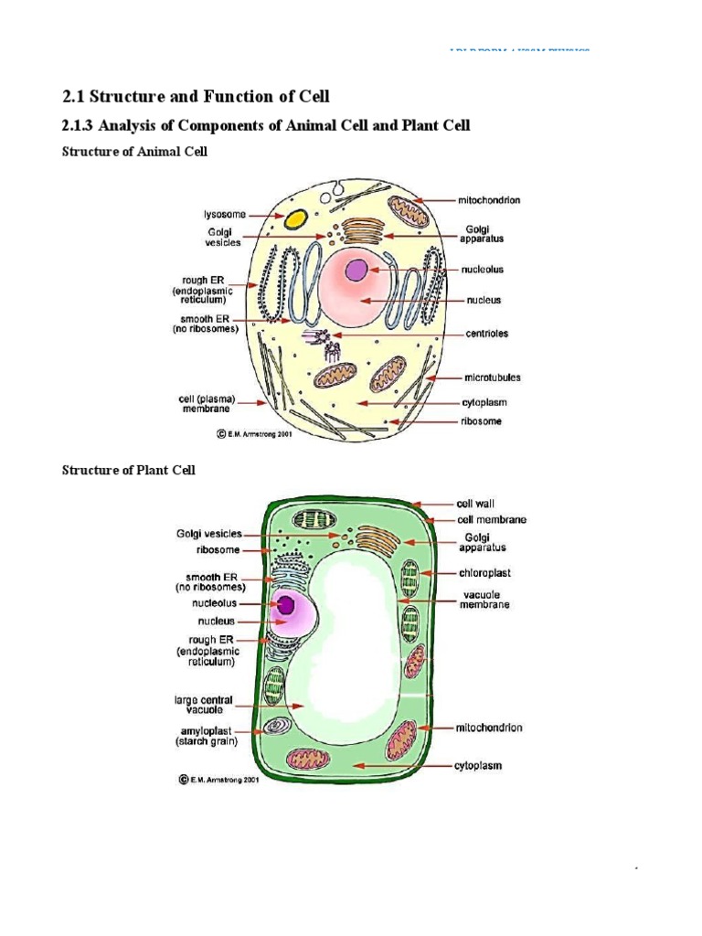 Bio F4 Bab 2 | PDF | Tissue (Biology) | Endoplasmic Reticulum