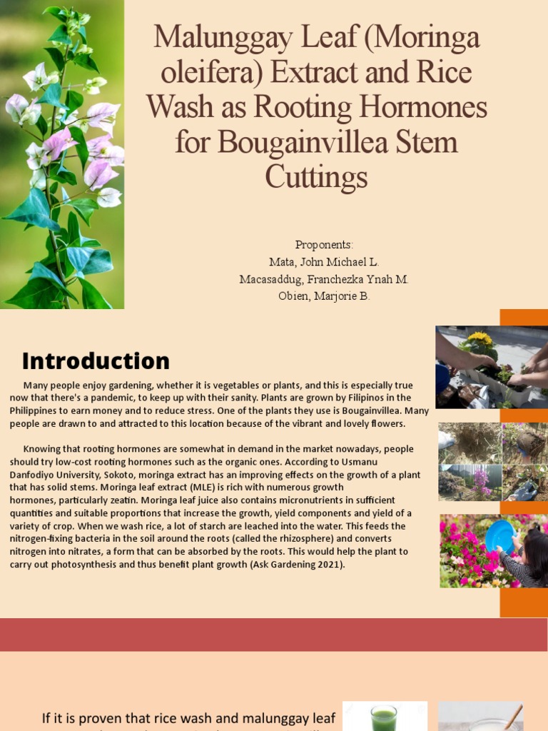 Malunggay Leaf Moringa Oleifera Extract and Rice Wash As A Rooting ...