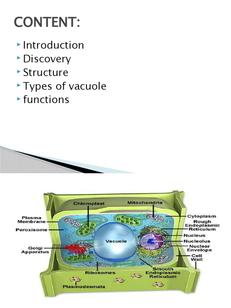 Vacuole 1 | Download Free PDF | Vacuole | Cell Biology