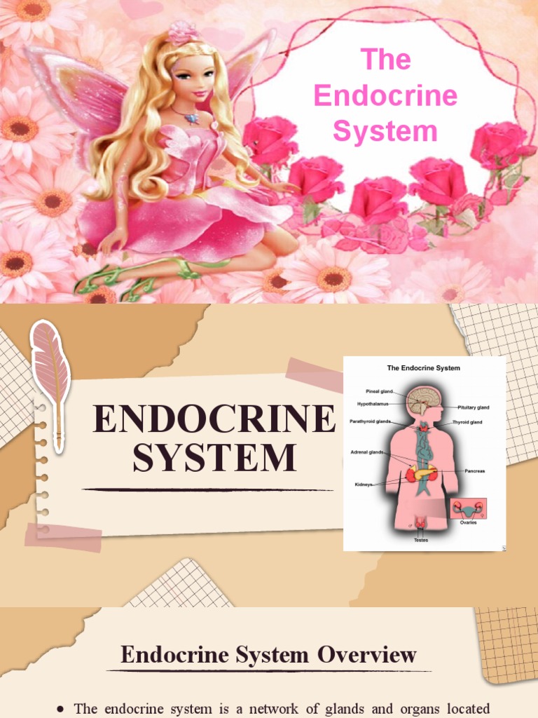 Endocrine System Report (Human Reproduction) | PDF
