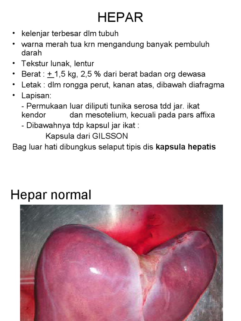 Anatomi Fisiologi Hepar | PDF