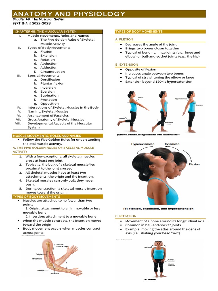 Chapter 6b | PDF | Human Leg | Foot