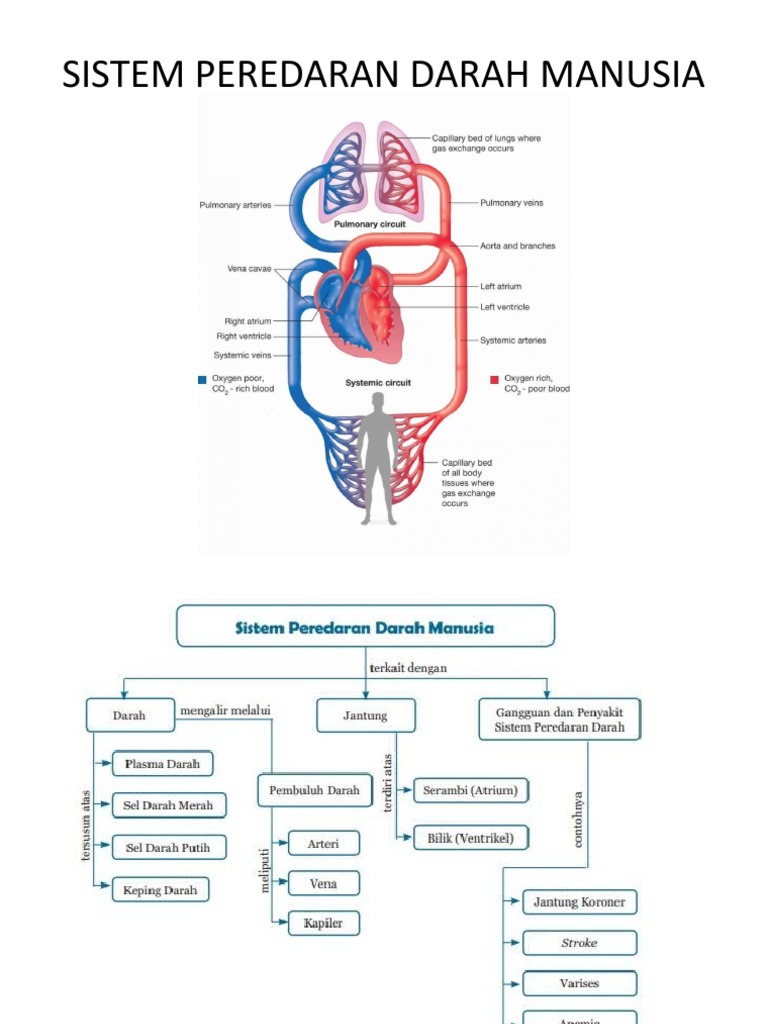Sistem Peradaran Darah Manusia Kelas 8 | PDF