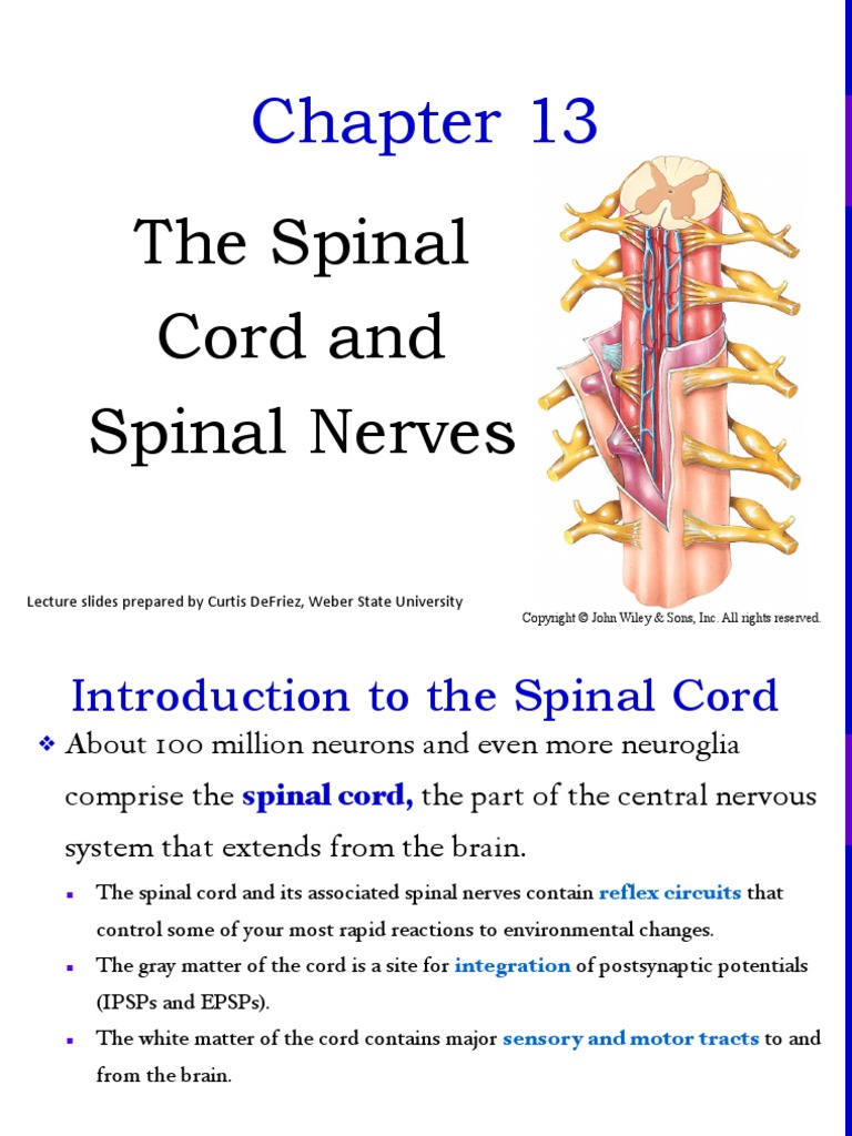Spinal Nerves | PDF | Spinal Cord | Nervous System
