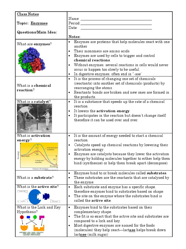 15 Enzymescornell Notes | PDF | Enzyme | Chemical Reactions