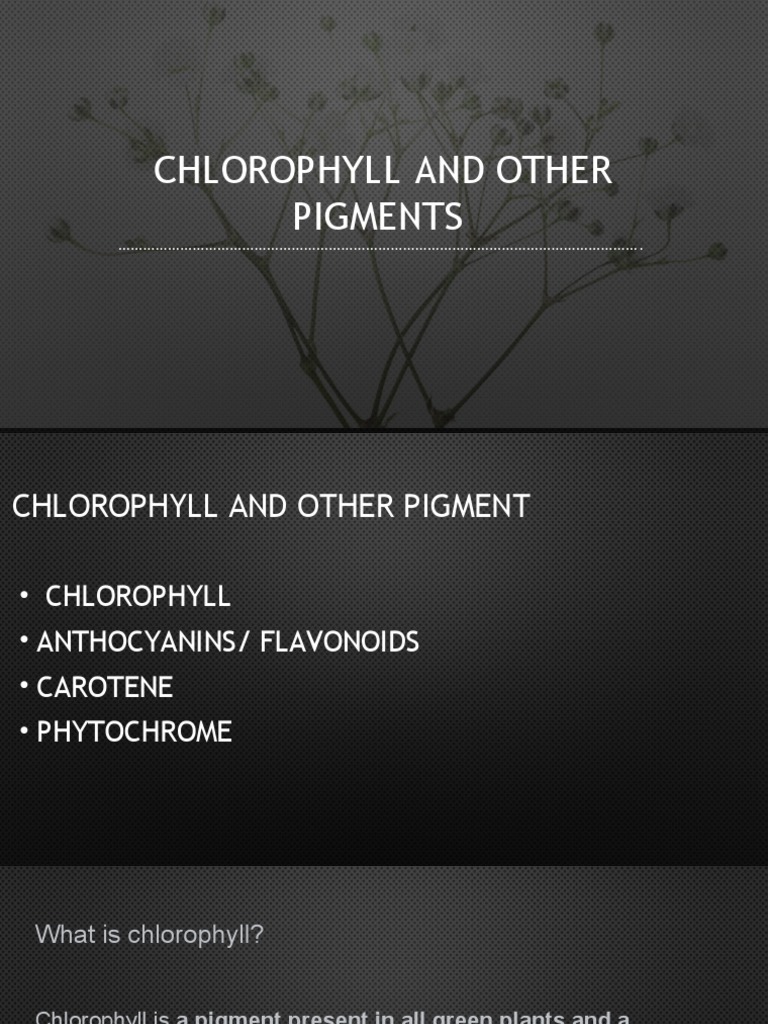 Understanding Chlorophyll and Plant Pigments | PDF